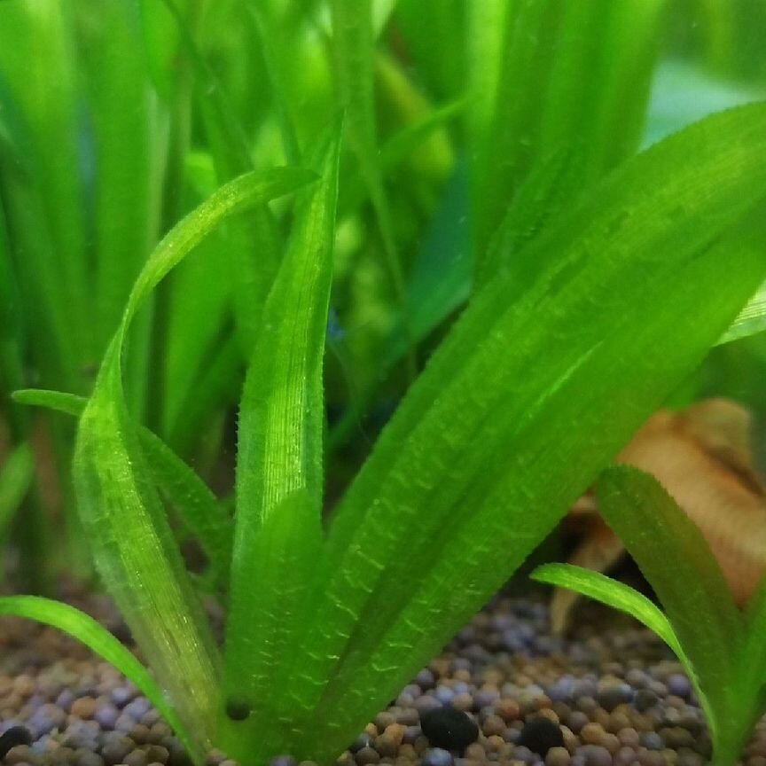 Аквариумное растение