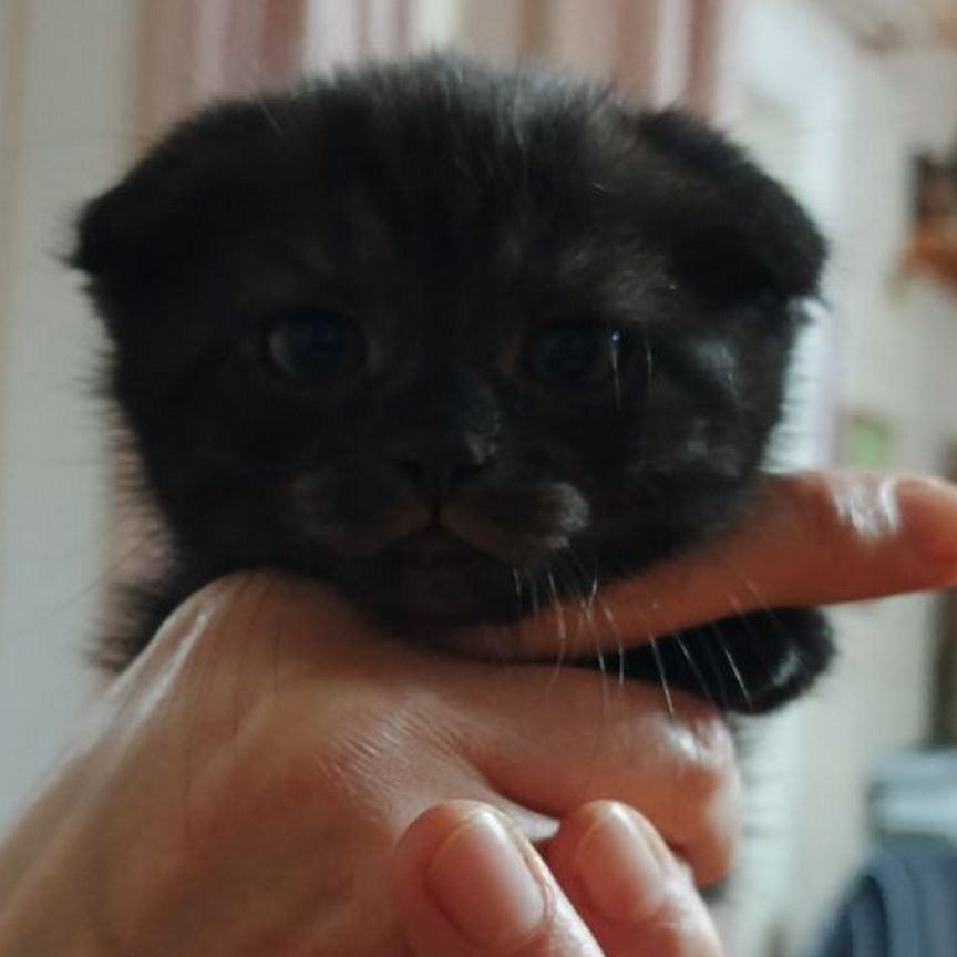 Вислоухий котёнок (кошка)