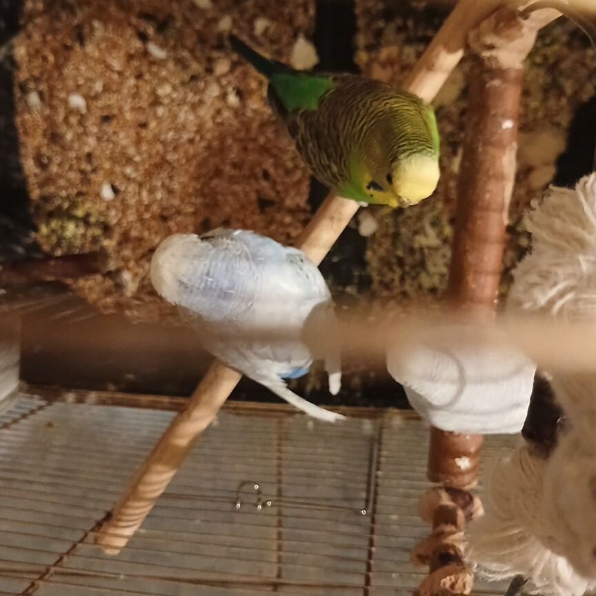 Попугай (Волнистые и Корелла ) цены договорные