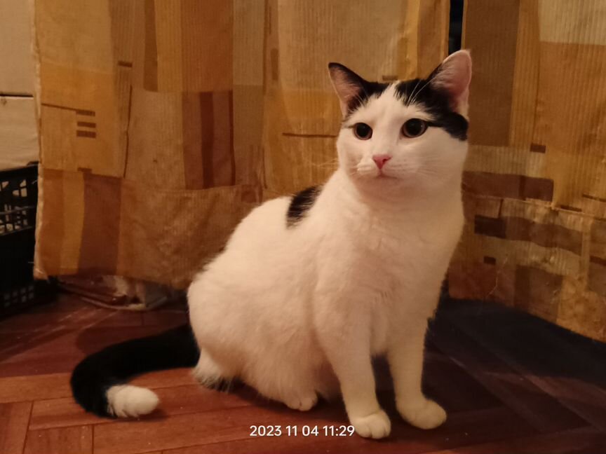 Кошка Белка стерилизованная в добрые руки