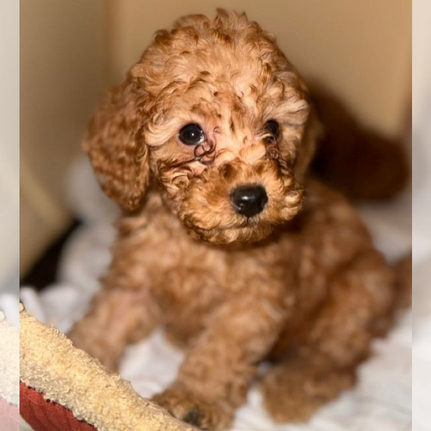 Той-пудель, щенок