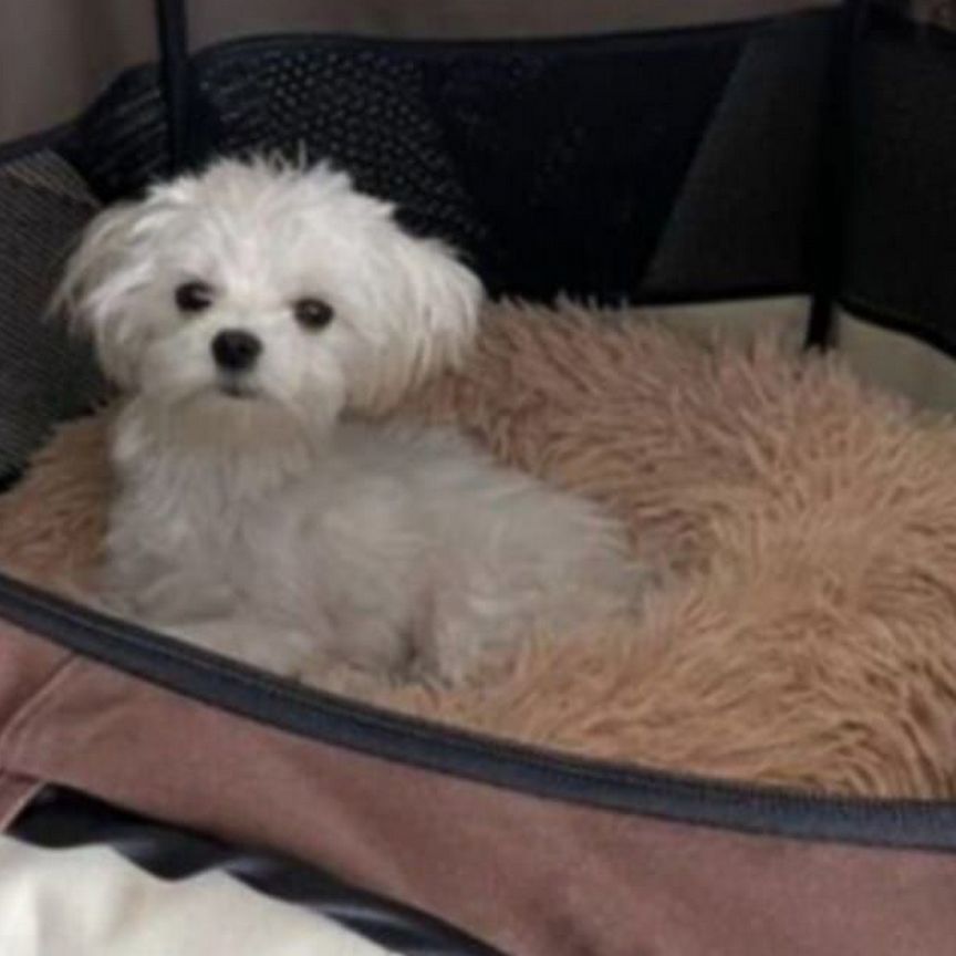 Мальтийская болонка мини мальчик и девочка