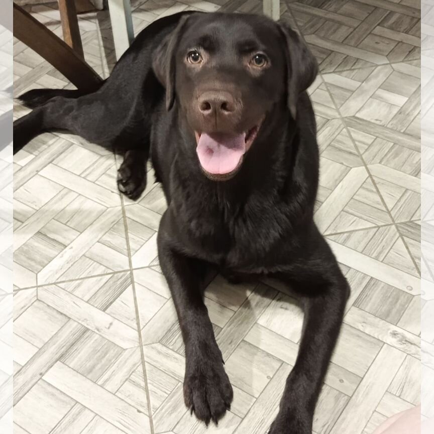 Лабрадор-ретривер, щенок