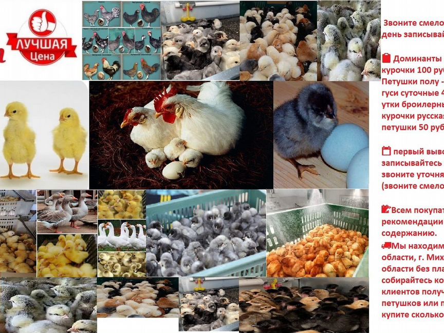 Суточная птица разных пород