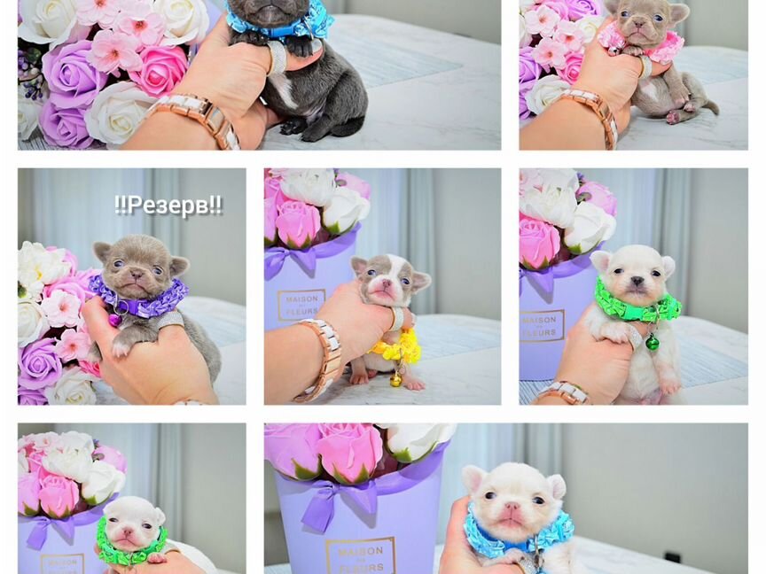 Чихуахуа Мини, Микро, редкие окрасы