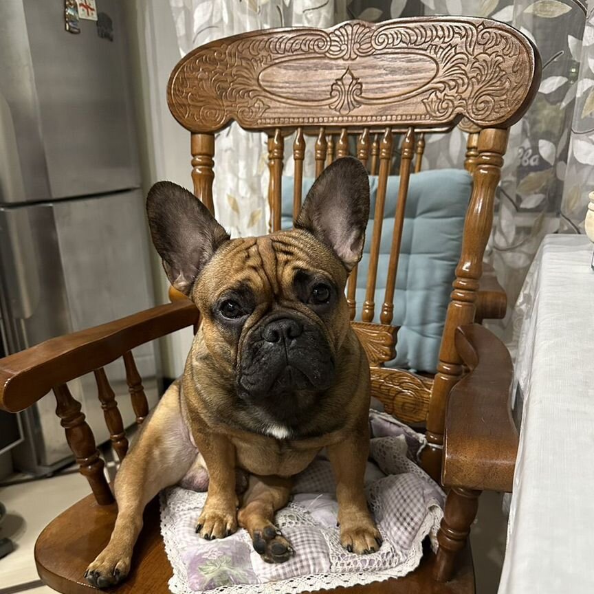 Французский бульдог кабель вязка