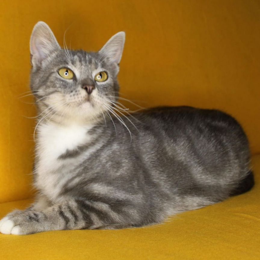 Шикарная мраморная красотка Бетти ищет дом в дар