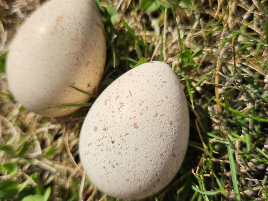 Инкубационное яйцо кеклика
