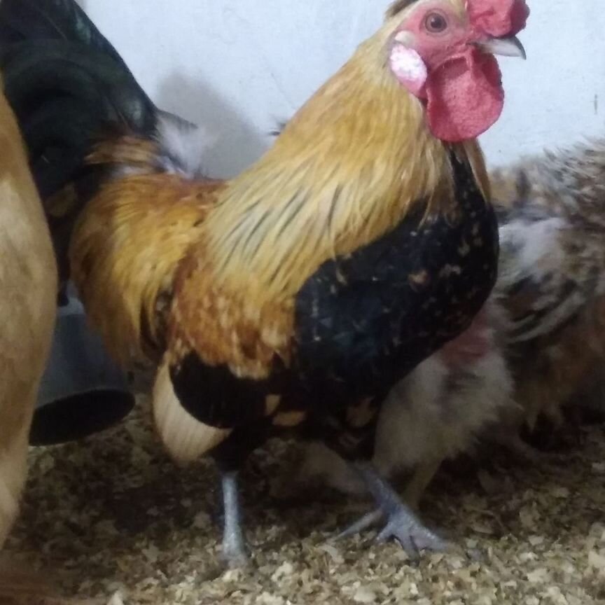 Петух Бентамки