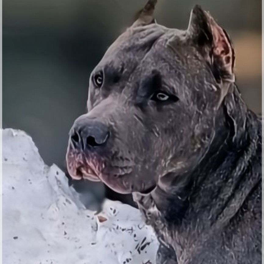 Американский питбультерьер, щенок