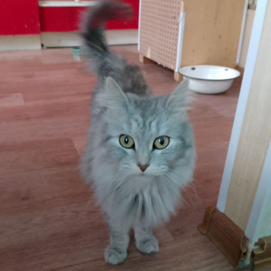 Взрослая, Девочка кошка в добрые руки