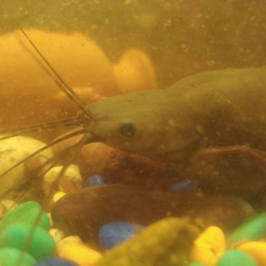 Мешкожаберный сом