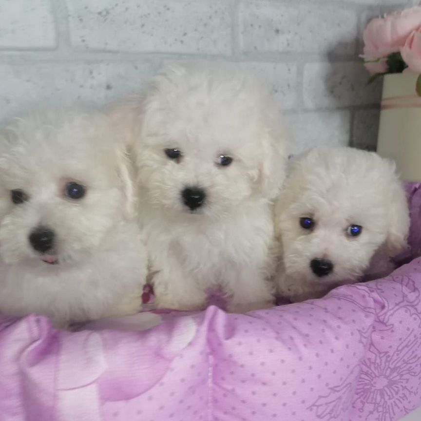 Бишон фризе, щенок