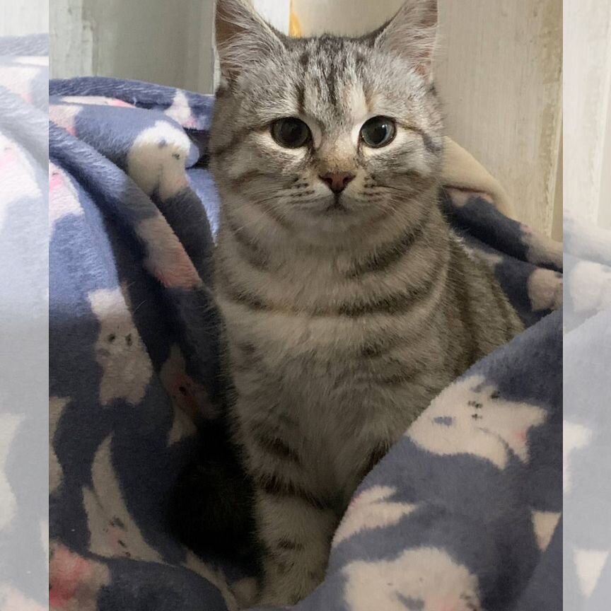 Шотландский прямоухий короткошёрстный котёнок