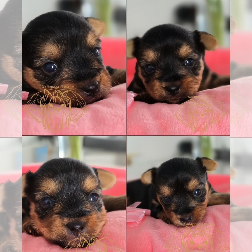 Йоркширский терьер, щенок