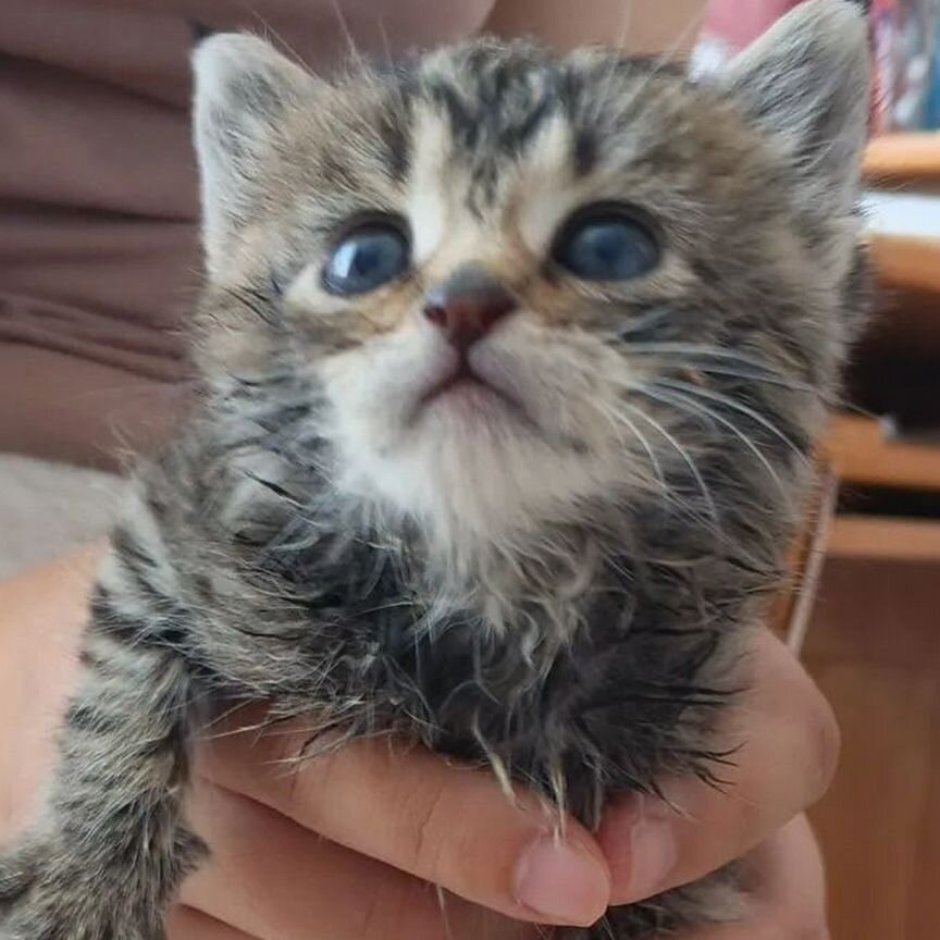 Котёнок в добрые руки