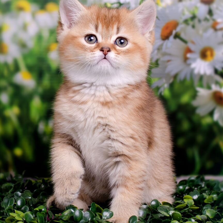 Шотландский прямоухий короткошёрстный котёнок