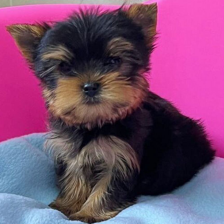 Щенки йоркширского терьера мини