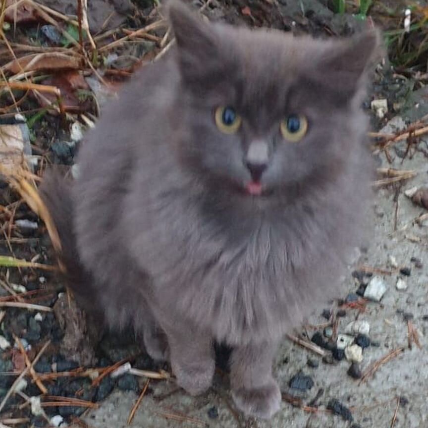 Котёнок в добрые руки