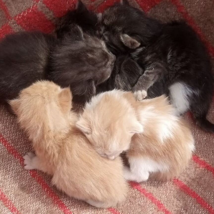 Котята
