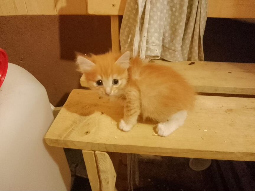 Котята в добрые руки бесплатно