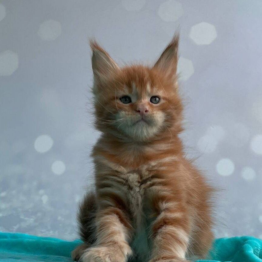 Котик мейн-кун