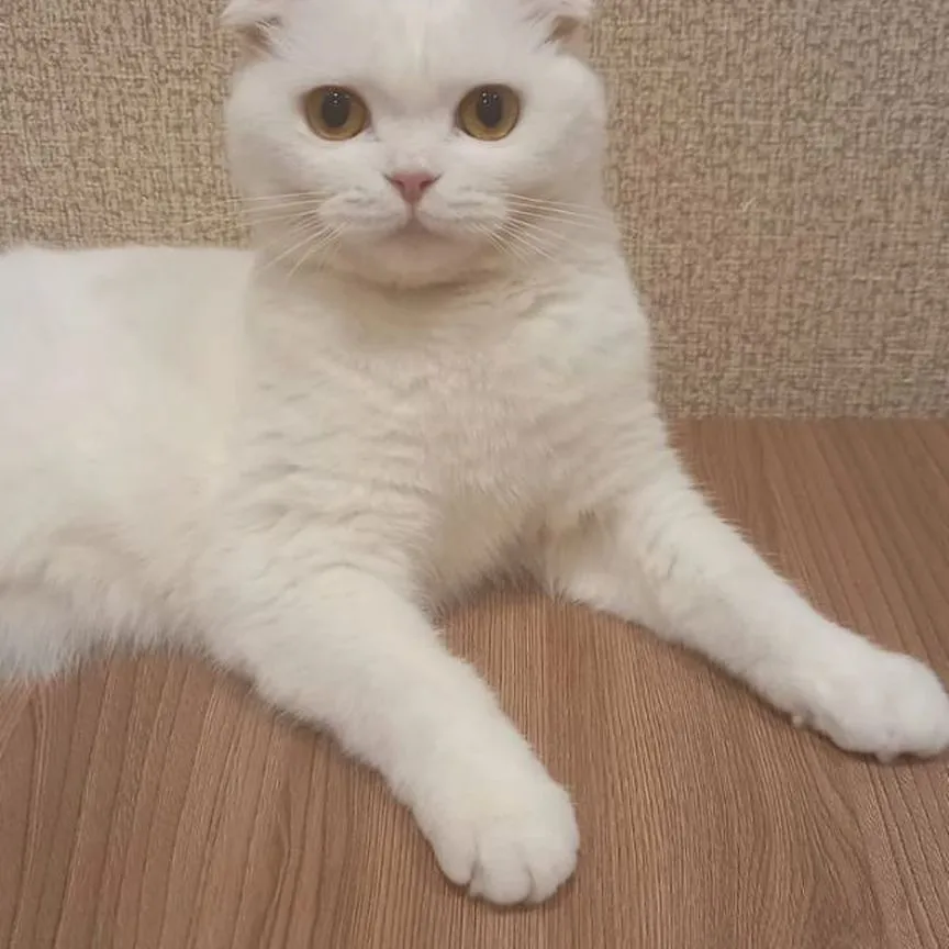 Кошка вислоушка