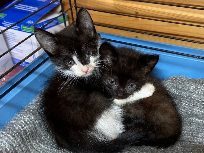 Котята в добрые руки