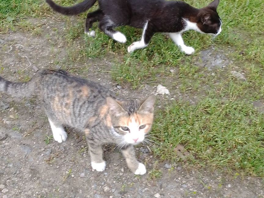 Котята в добрые руки