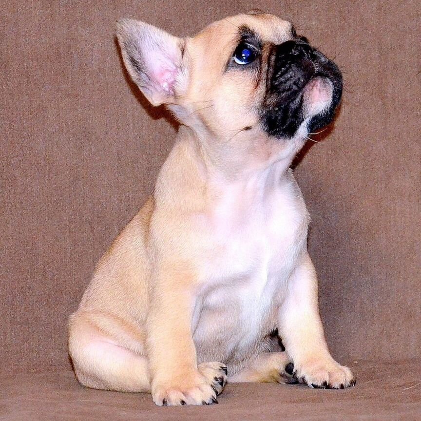 Французский бульдог, щенок