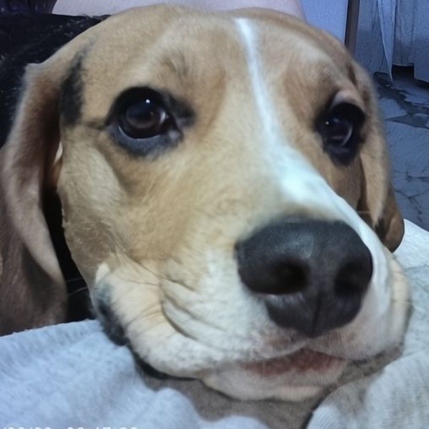 Бигль, взрослый пёс