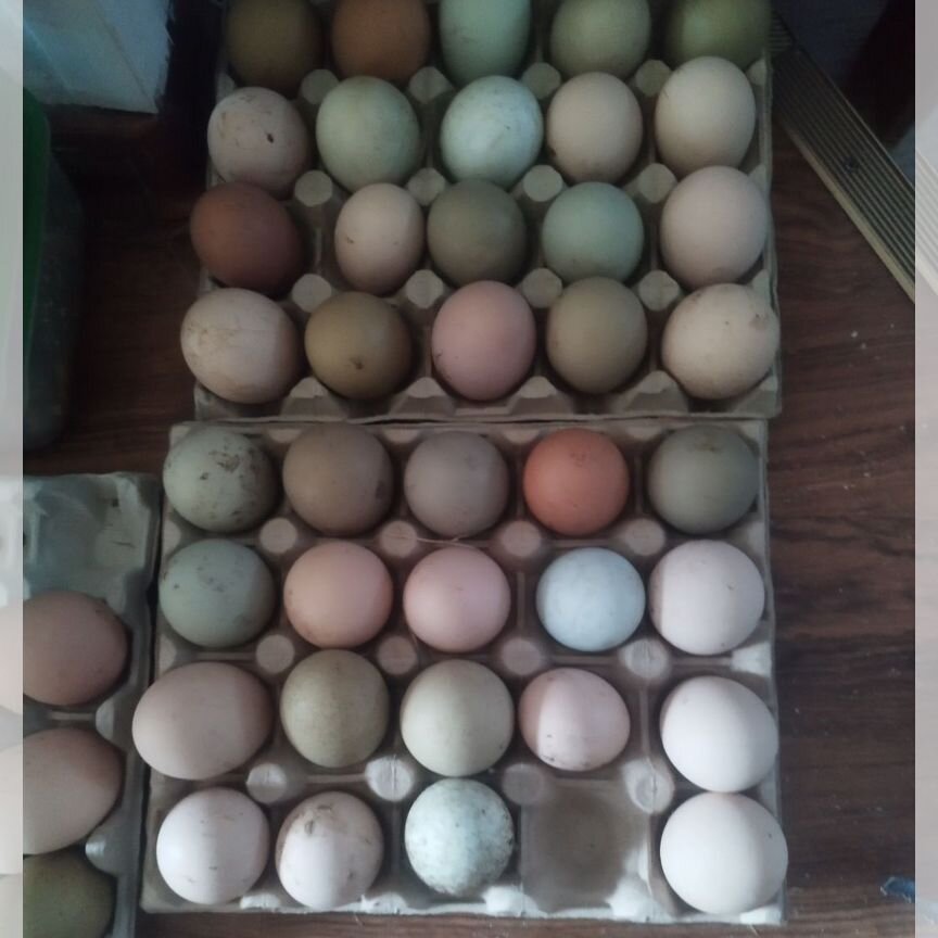 Инкубационное яйцо породистых кур