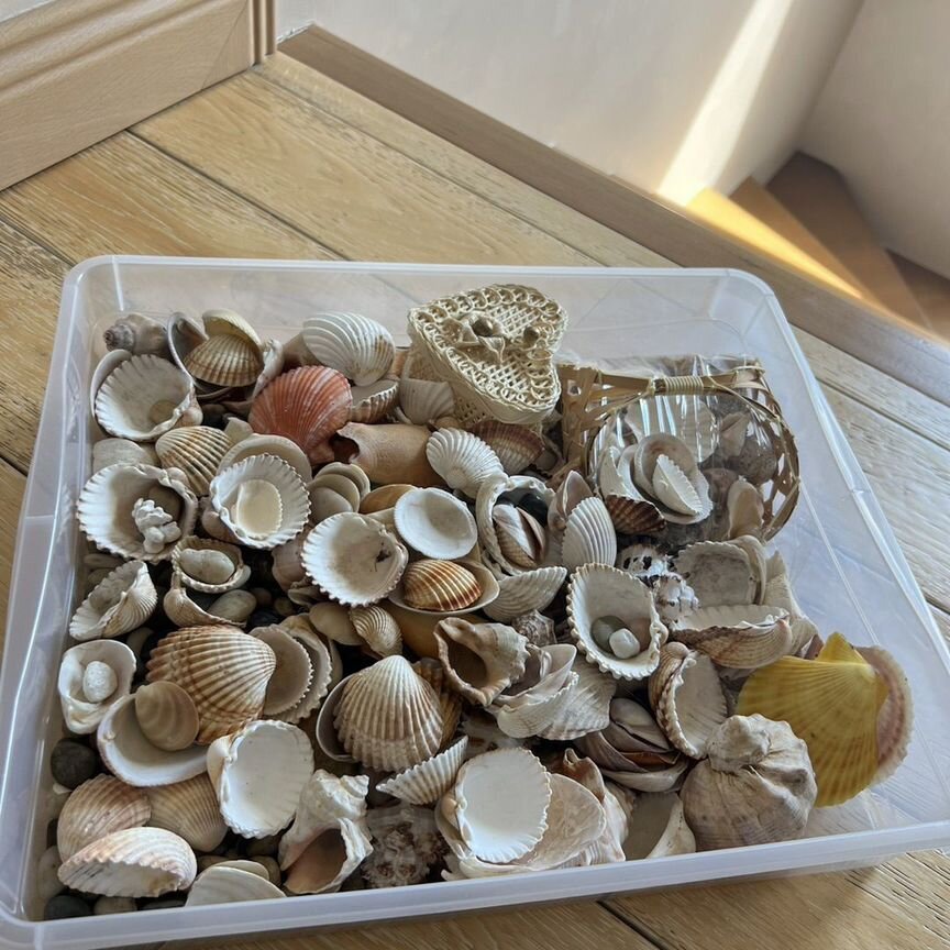 Ракушки морские для декора