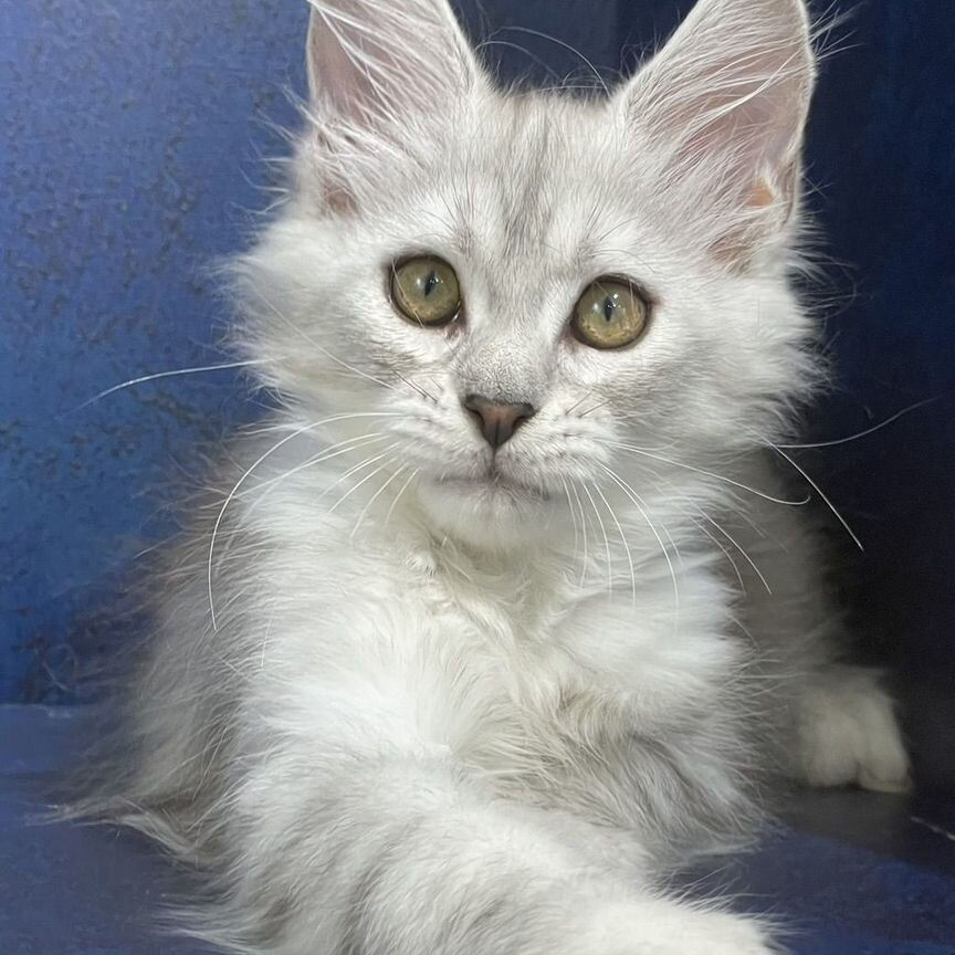 Серебрянный котенок мейн-кун