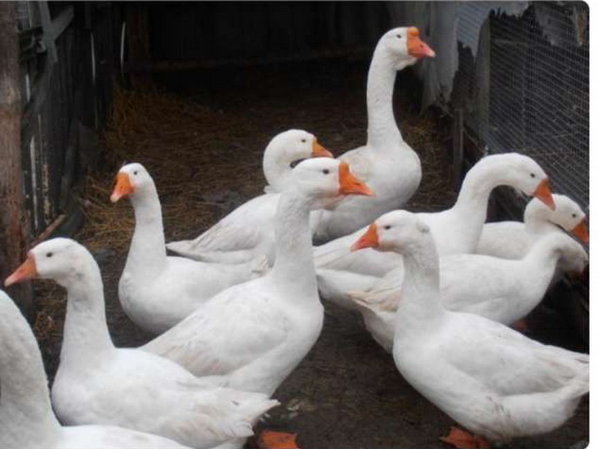 Живые гуси (на племя)