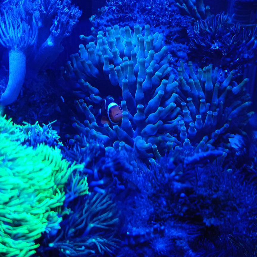 Актиния пузырчатая