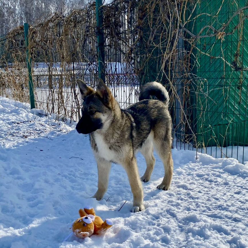 Красивый пушистый щенок мальчик в добрые руки