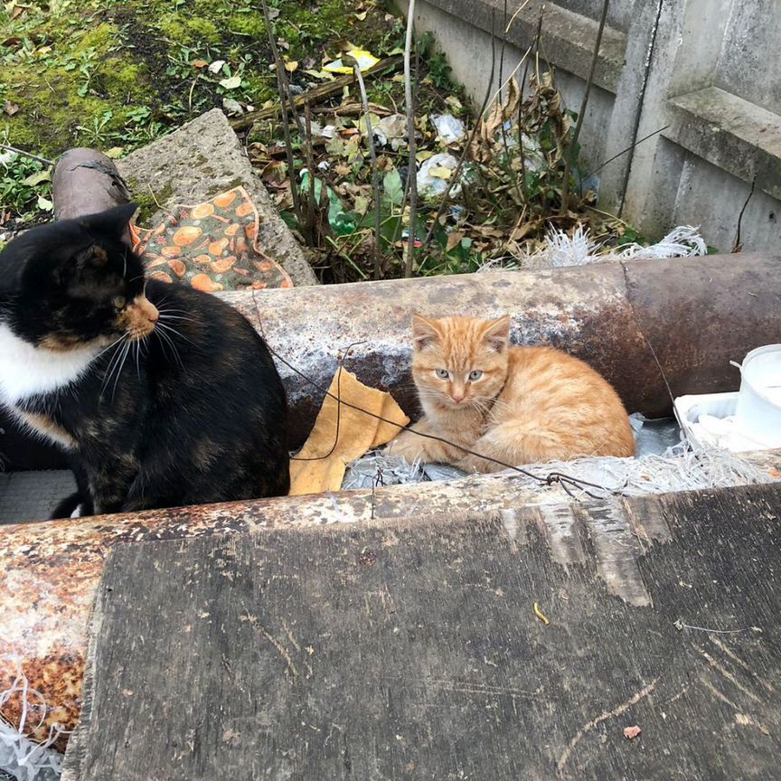 Рыжие котята
