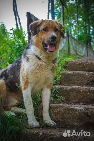 Огромный Бим из приюта станет лучшим другом