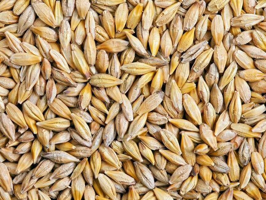 Продам пшеницу