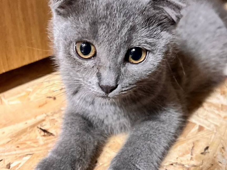 Помест шотландского котенка