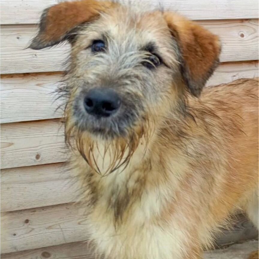 Небольшой бородатик ищет дом