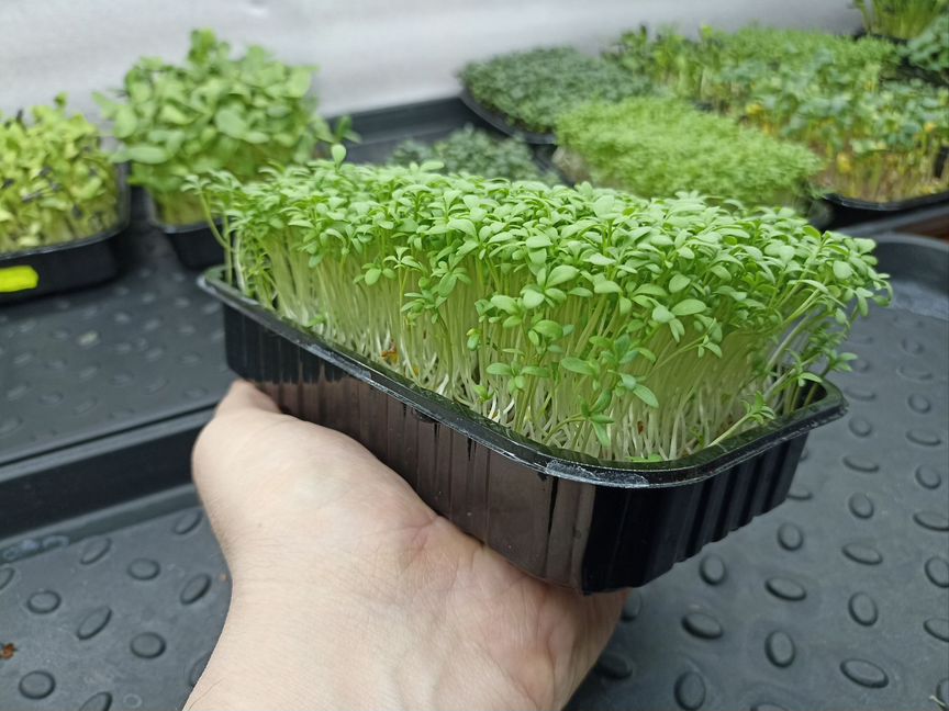 Микрозелень