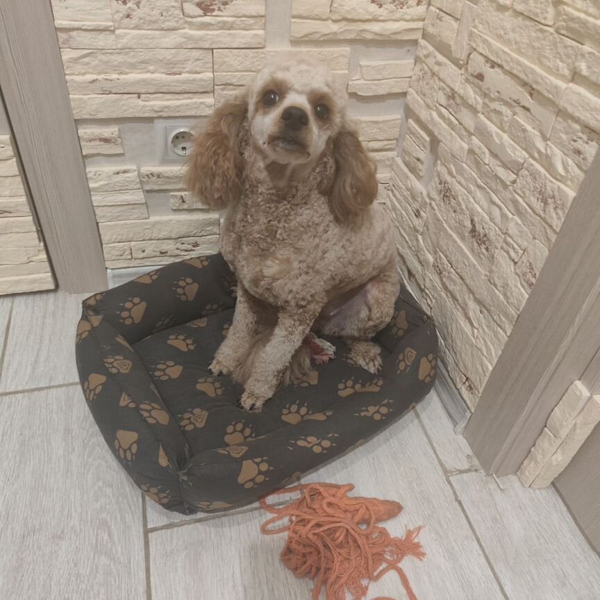 Пудель, взрослая собака