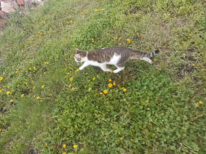 Отдам котенка