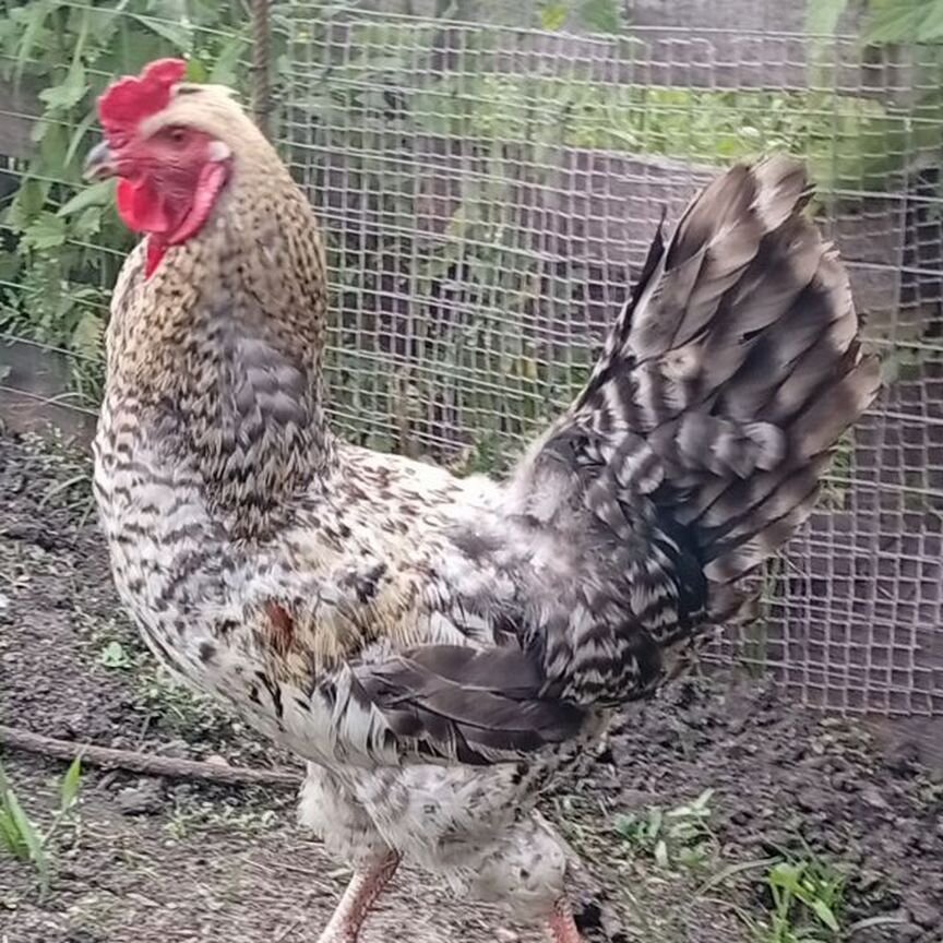 Продам петуха