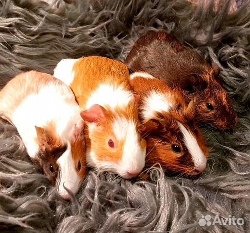 Морские свинки