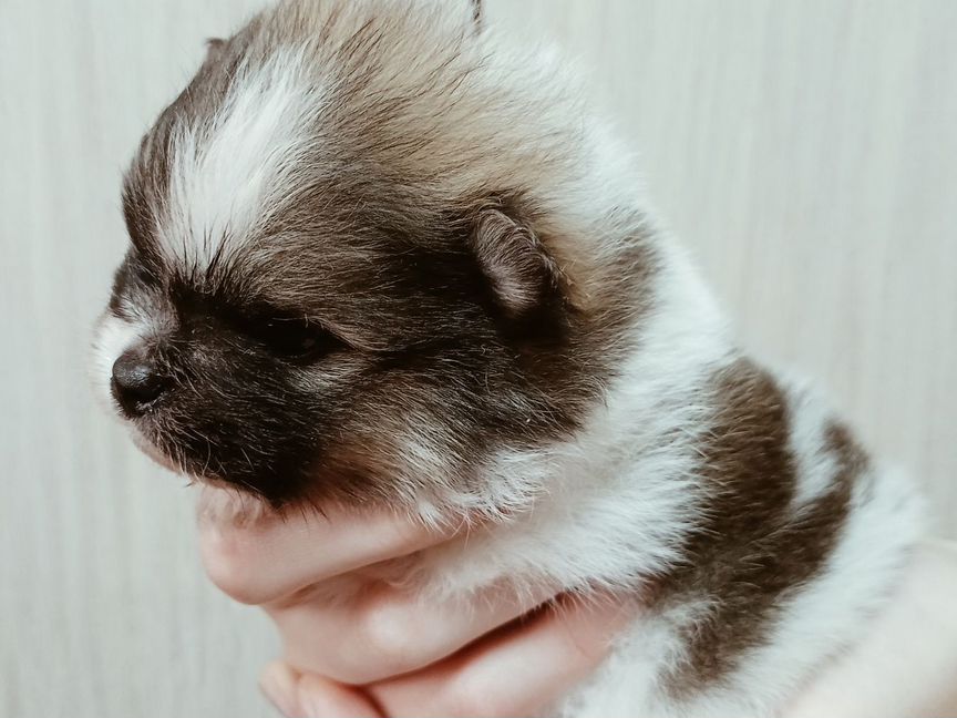 Немецкий шпиц померанский