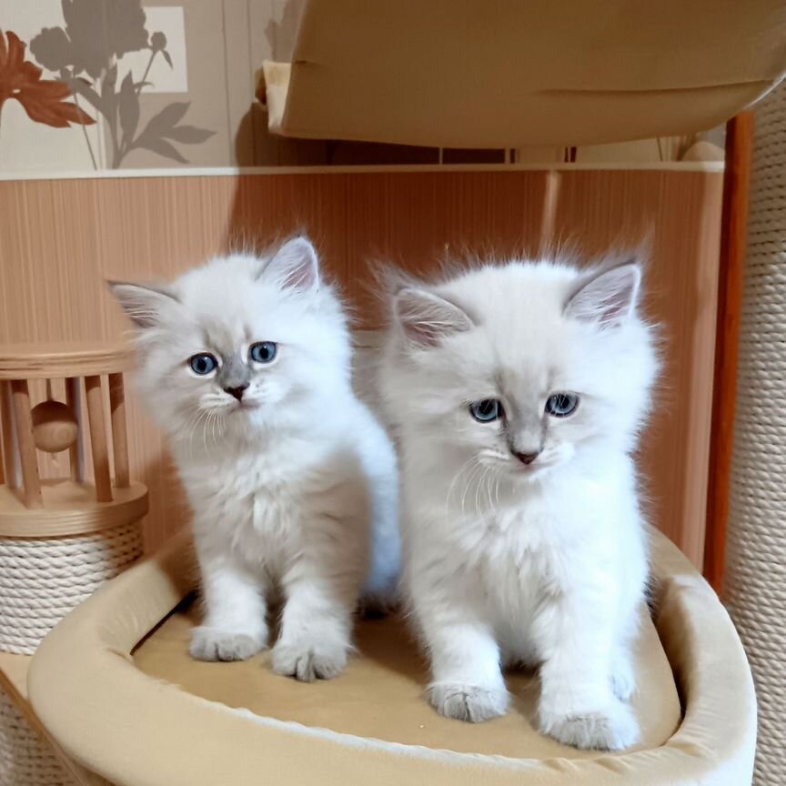 Невские маскарадные котята