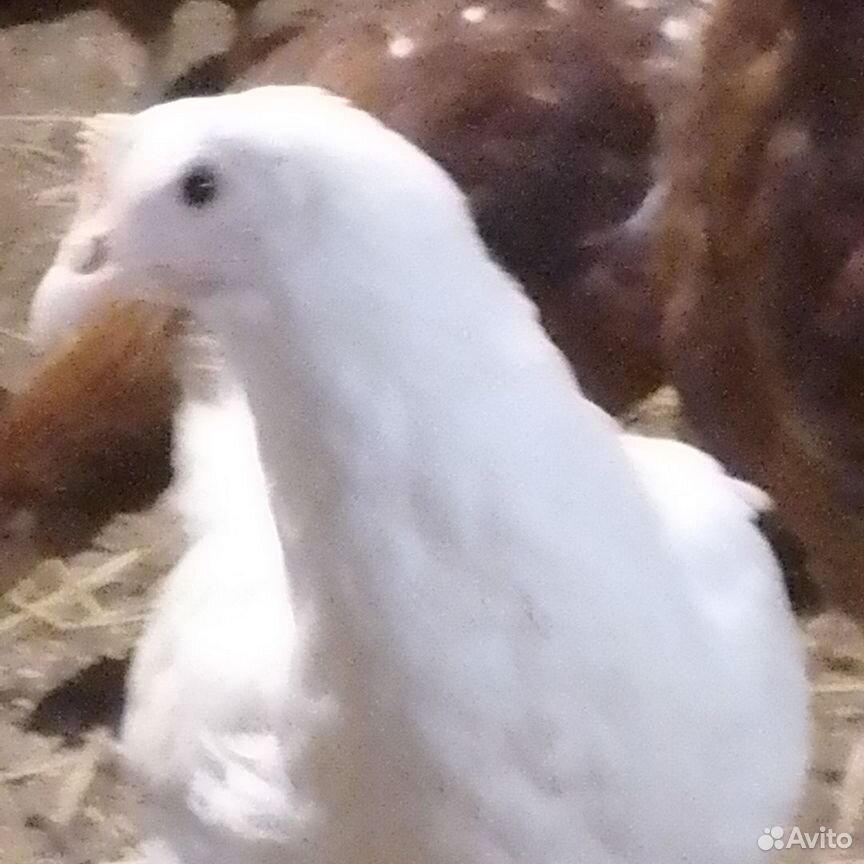 Куры молодки несушки